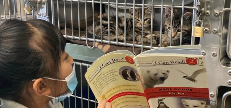 Volunteer – CNY SPCA